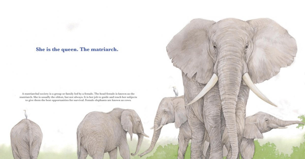 Review: She Leads (The Elephant Matriarch) - Mr. Alex's Bookshelf